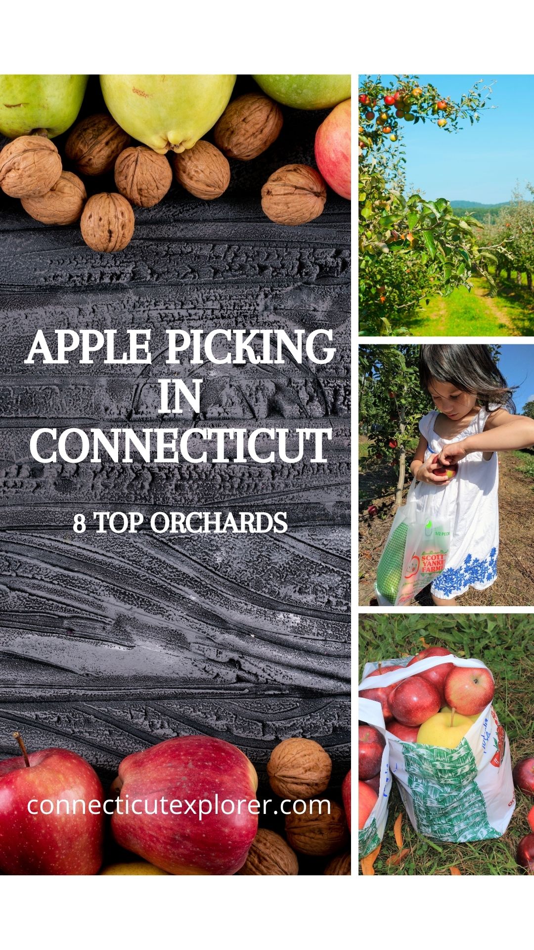 The Best Apple Picking in Connecticut: 8 Top Orchards - The Connecticut ...