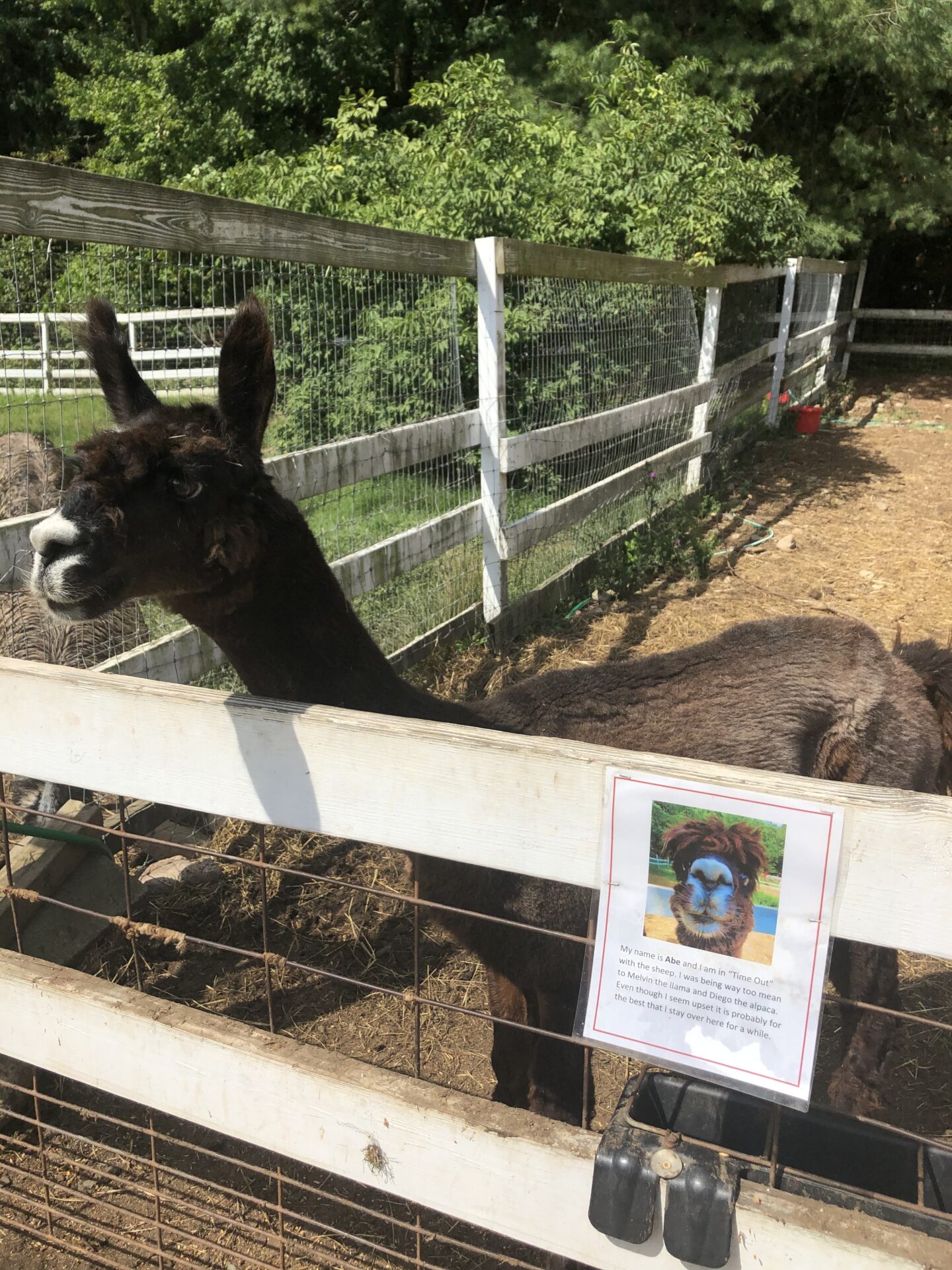 Flamig Farm in West Simsbury, CT: Petting Zoo and More - The ...