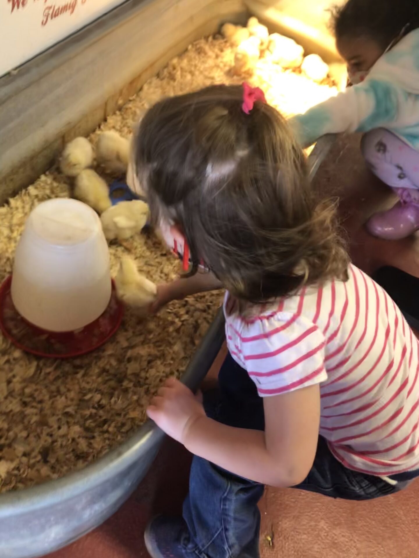 Flamig Farm in West Simsbury, CT: Petting Zoo and More - The ...