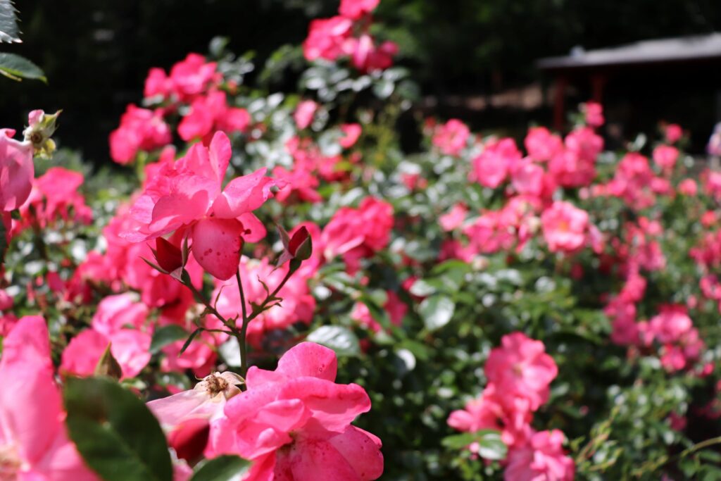 Exploring the Norwich Rose Garden in CT - The Connecticut Explorer