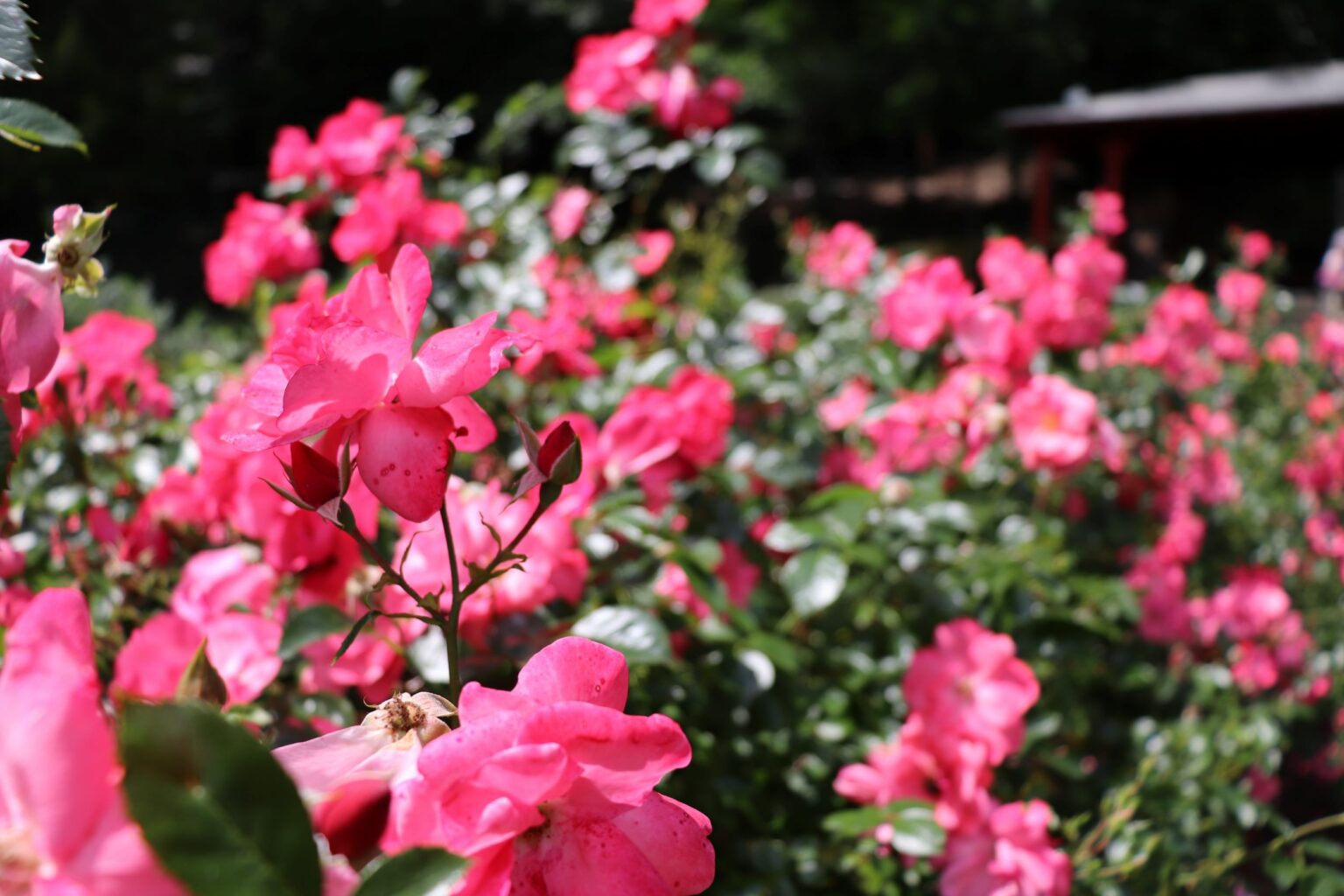 Exploring the Norwich Rose Garden in CT - The Connecticut Explorer