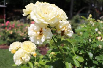 Exploring the Norwich Rose Garden in CT - The Connecticut Explorer