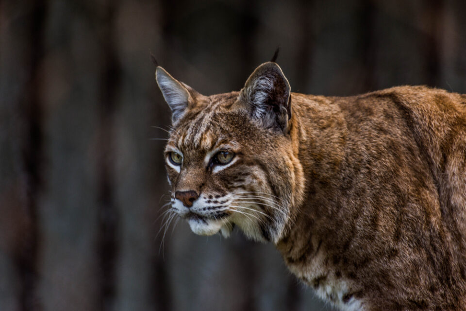 Are there Bobcats in Connecticut? (We have the answer!) - The ...